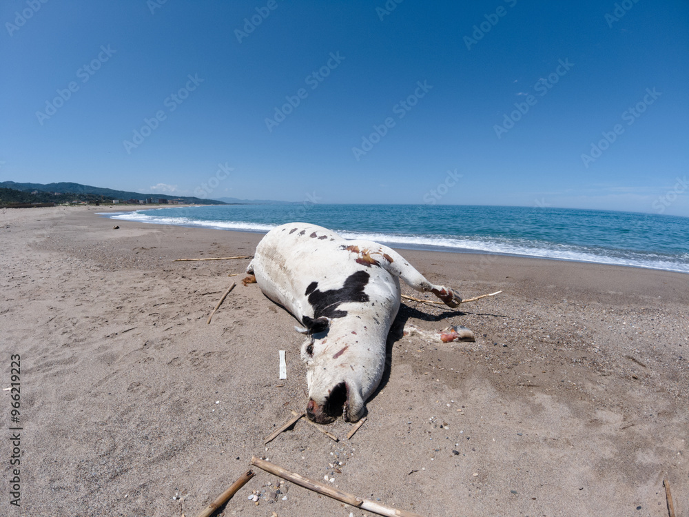 Dead cow in the beach, Death nature, dead animal, human ecology issues ...