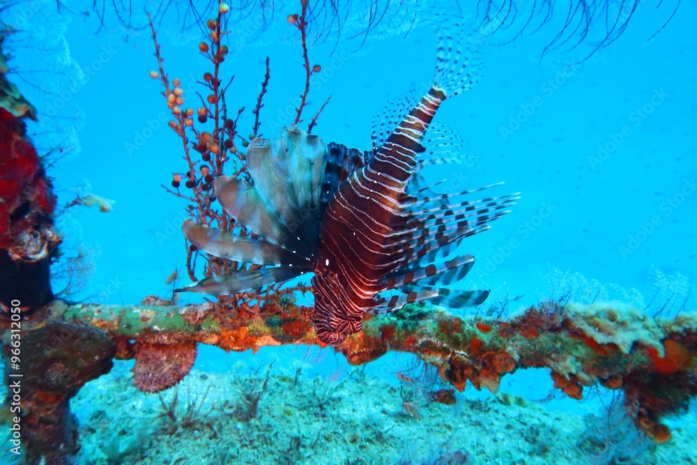 Predator venomous marine life, photography from scuba diving. Red ...