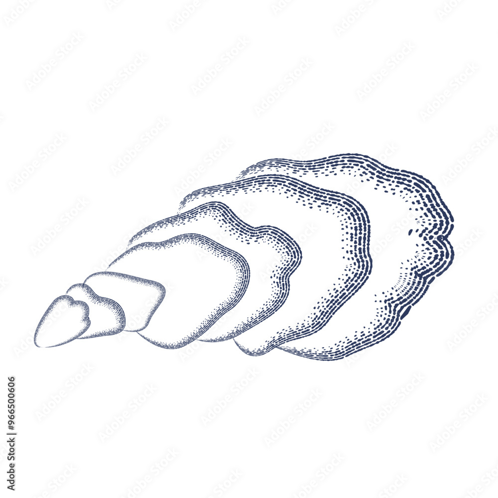 Vintage Engraving Vector Sketch Seashell. Seafood Hand drawn ...