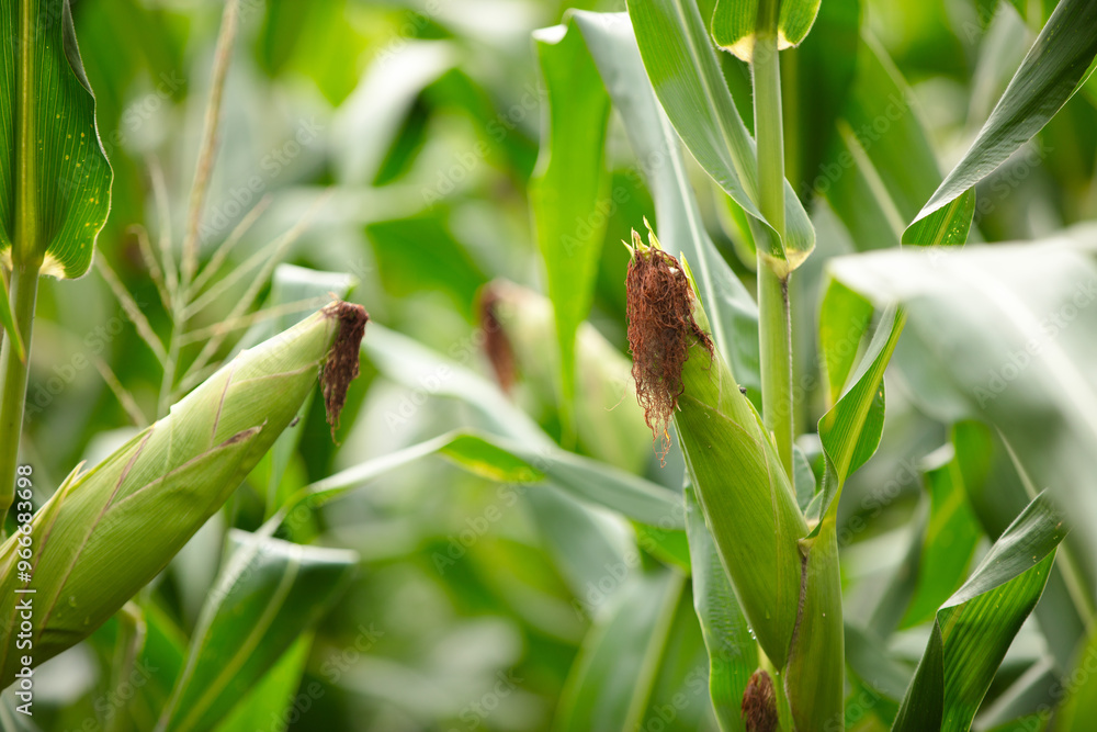 Corn on the cob ripening in the fall Stock Photo | Adobe Stock