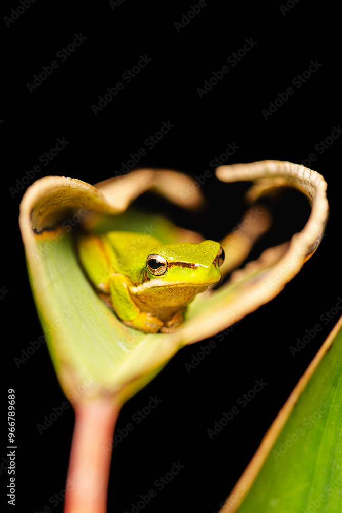 The wallum sedge frog, also known as the Olongburra frog or the sharp ...