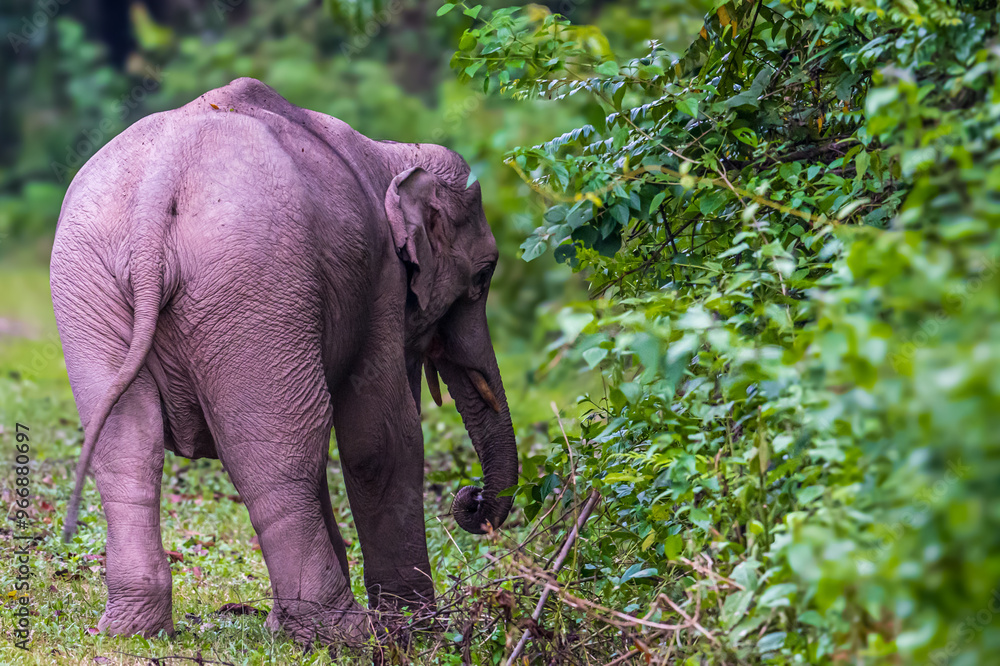 Its body is gray, its snout is called the trunk. The trunk of the Asian ...