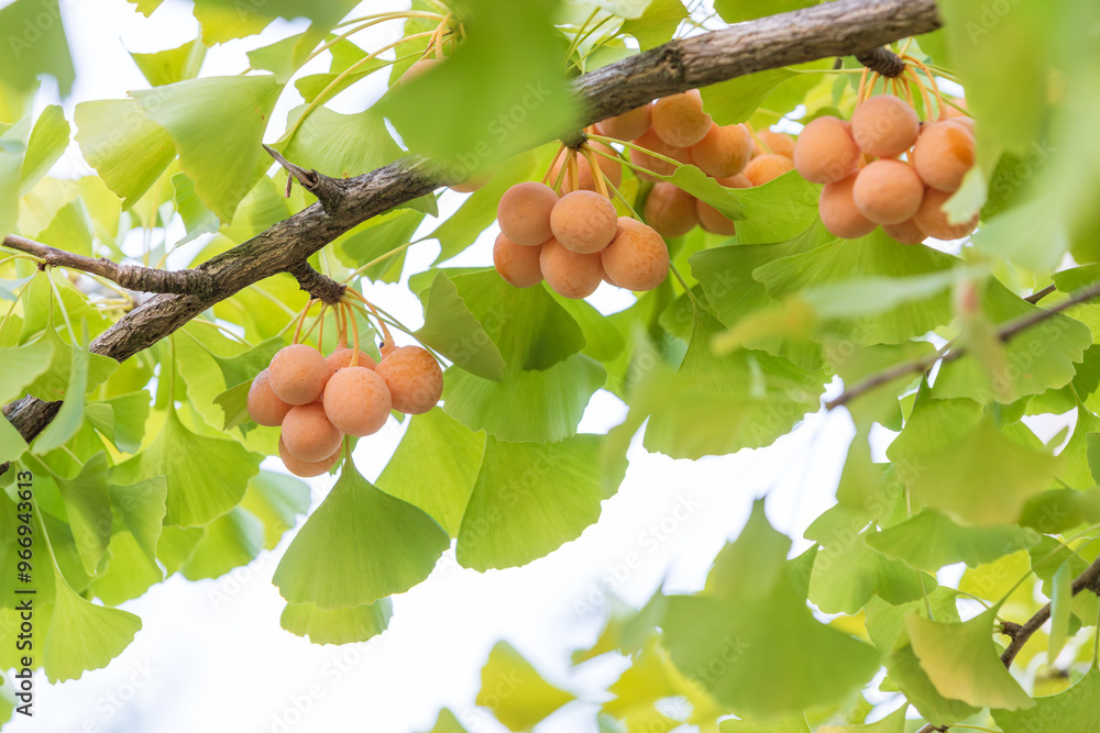 In early fall, the ginkgo trees are full of orange ginkgo fruits ...