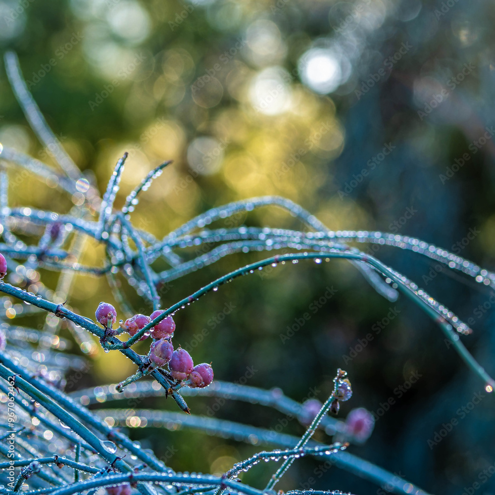 The night dew melts under the morning sun and the cool drops shine like ...