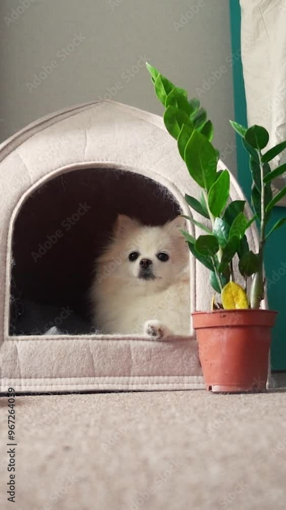small active beautiful cute and funny dog in a booth at home playing ...