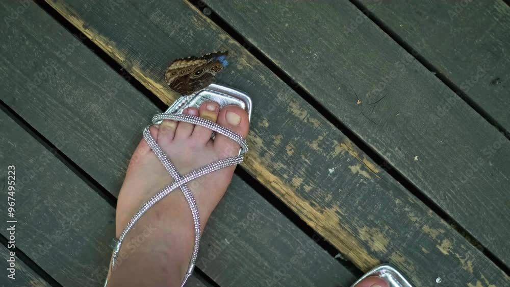 Safety during a butterfly park visit, mindful of where you step as ...
