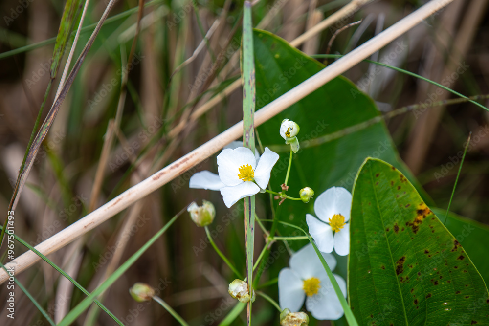 This is a broadleaf (or common) arrowhead (sagittaria latifolia). These ...