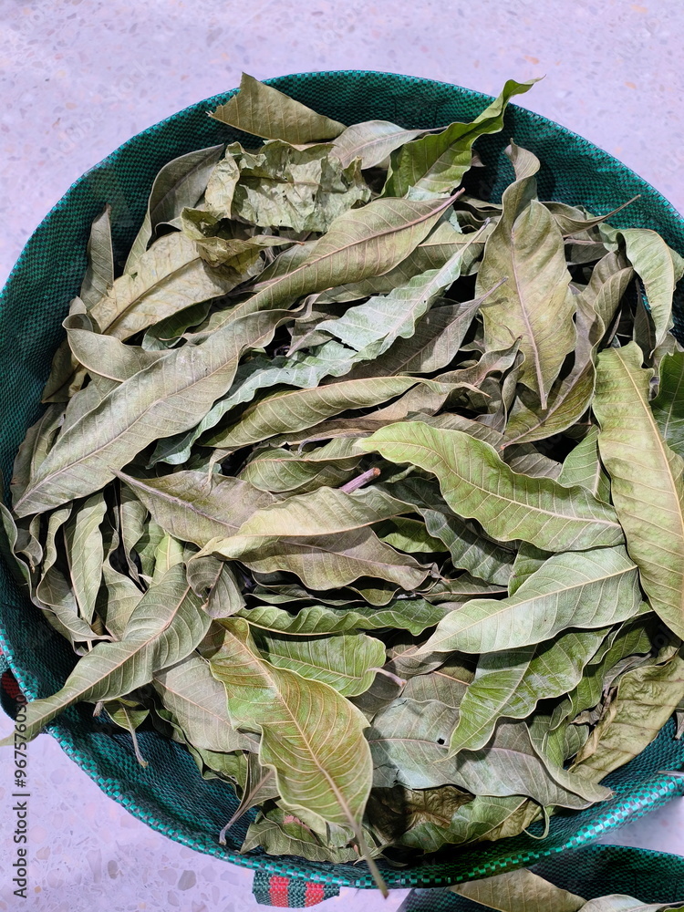Dried mango leaves are put in a green basket. Dry the leaves to make ...