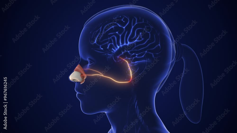 Olfactory sensory nerve pathway for smell detection Stock Video | Adobe ...