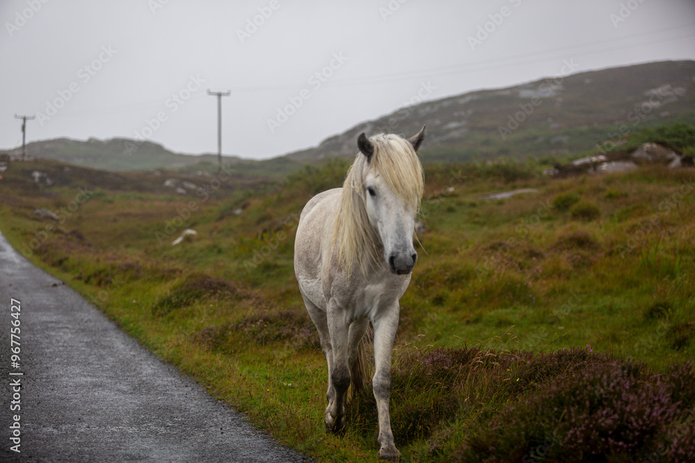 Eriskay ponies walking along a road on a cold wet day, Image shows wild ...