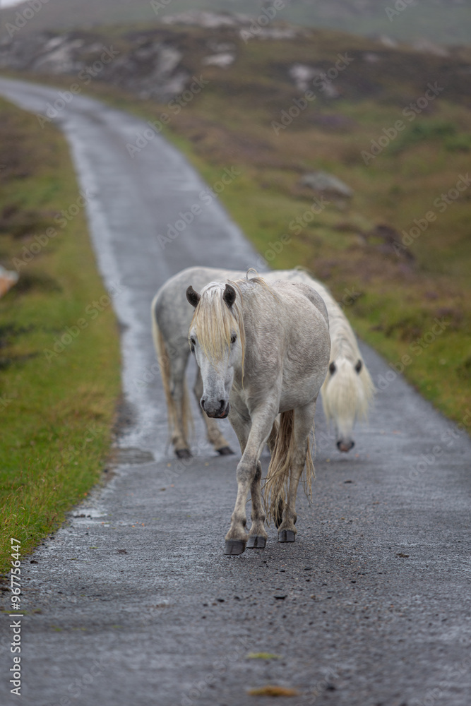 Eriskay ponies walking along a road on a cold wet day, Image shows wild ...