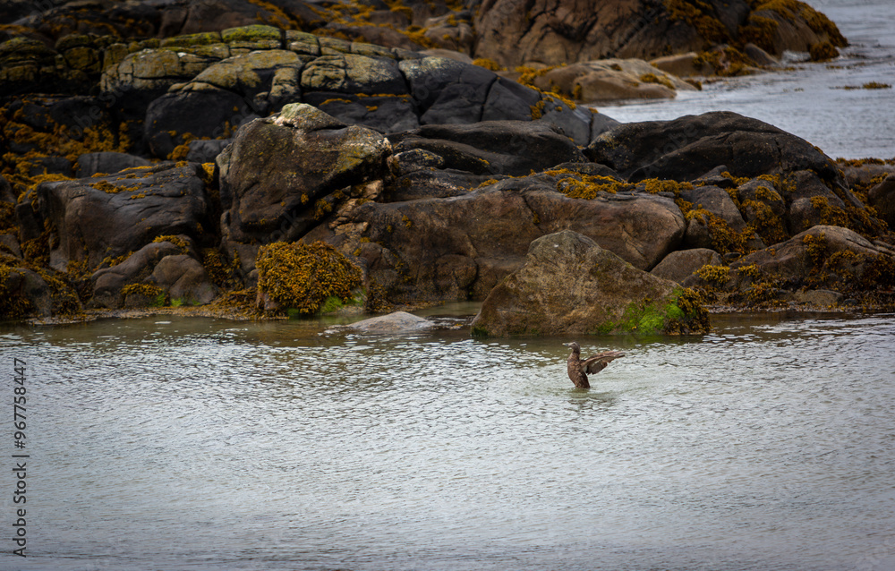 Duck in the sea, Image shows a wild female mallard duck cleaning ...