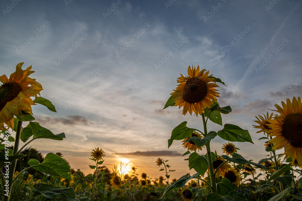 Evening sunset on Salisbury plain in a field full of sunflowers or ...