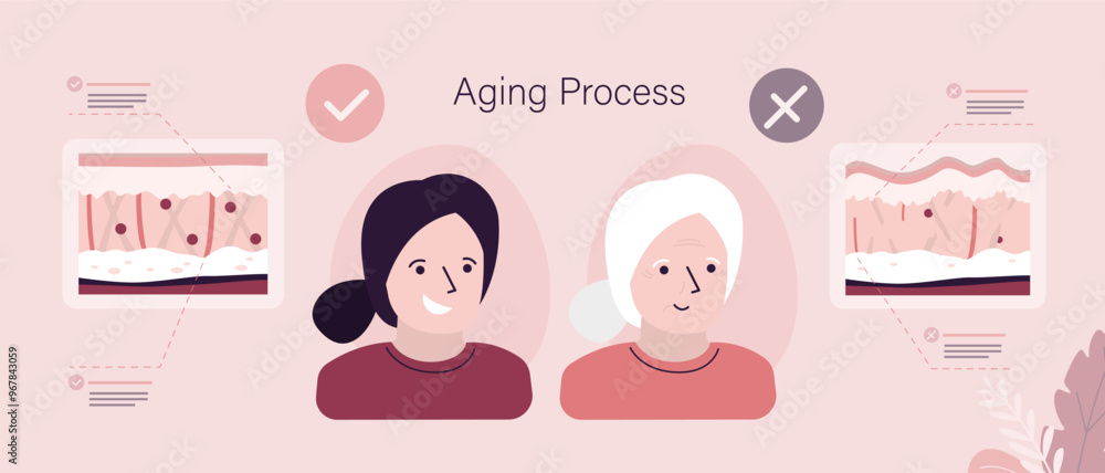Aging process, faces of young and old women. skin aging infographic ...