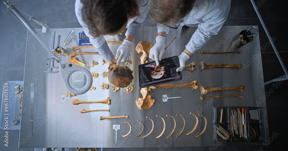 Top View: Two scientists study bones of ancient human skeleton, create ...