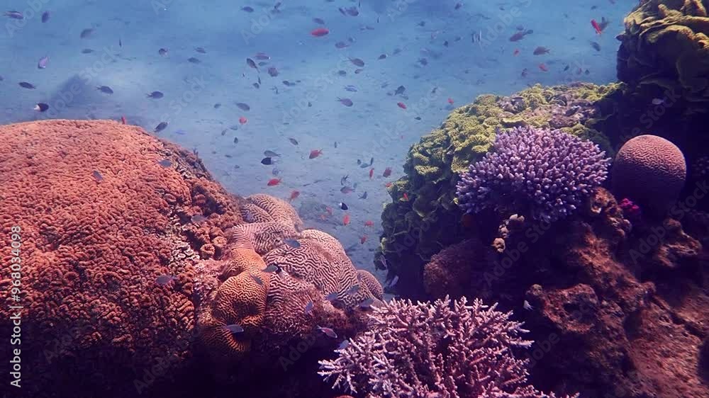 Tropical nature biodiversity in coral reefs of the Red Sea. Different ...