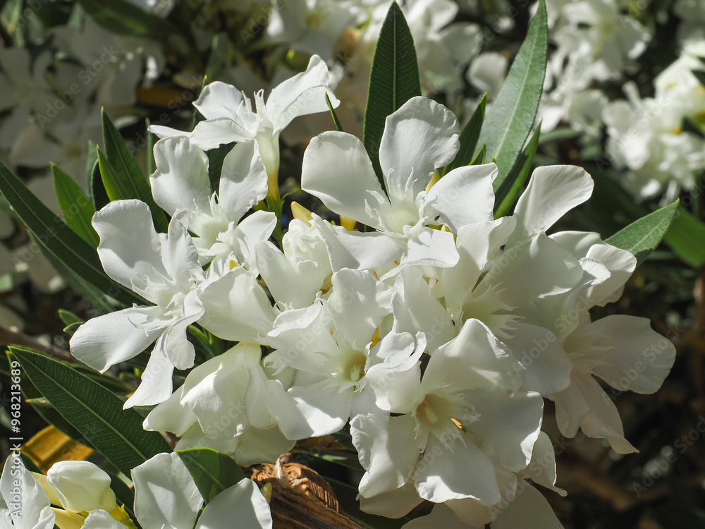 Nerium Oleander Toulouse, pure white flowers, close up. Oleander is an ...