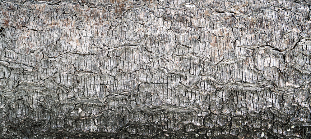 Tree bark textured background with cracks and rough edges. Organic ...