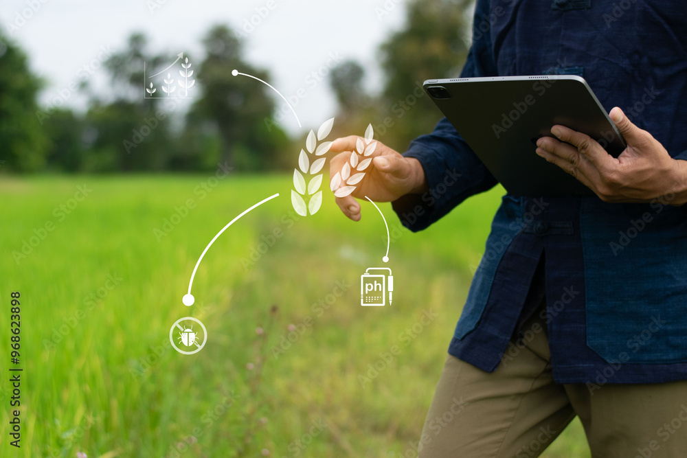 Farmers use technology to monitor production in rice fields using smart ...
