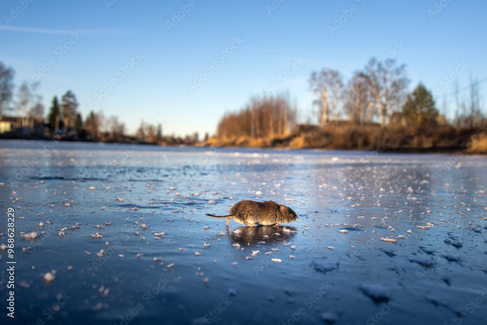 Red-backed vole (Clethrionomys glareolus) runs on ice. Mice migrations ...