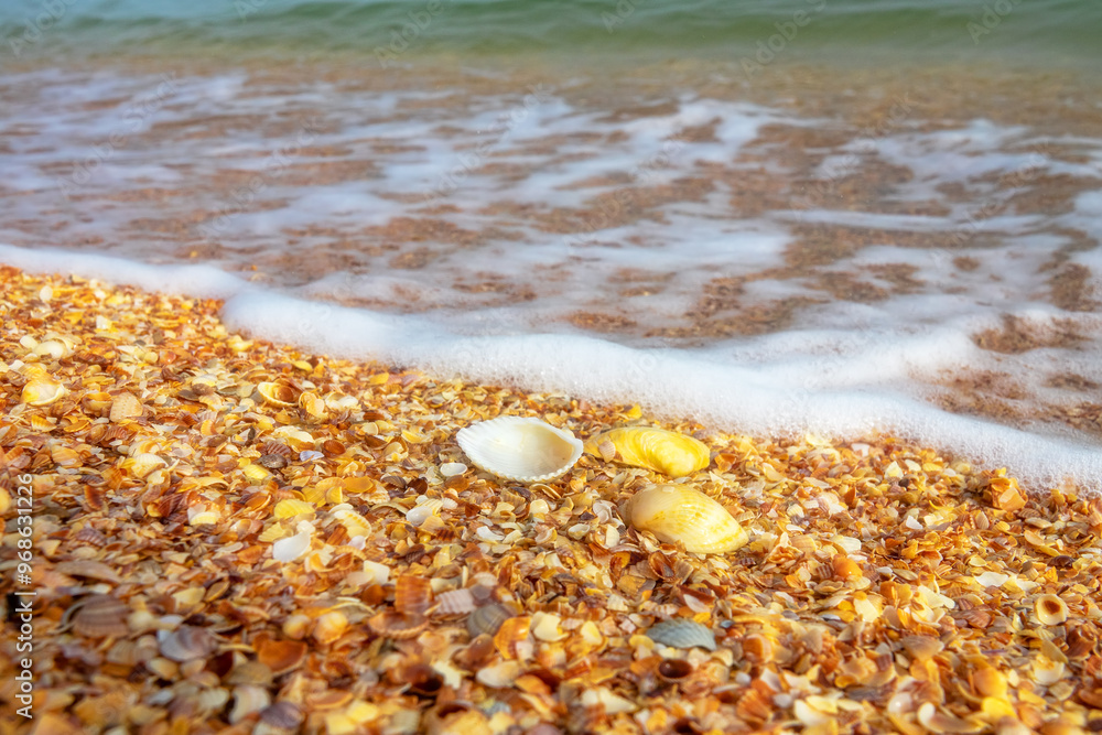 The memory of the sea. Beautiful seashells on shell beach (cockle ...
