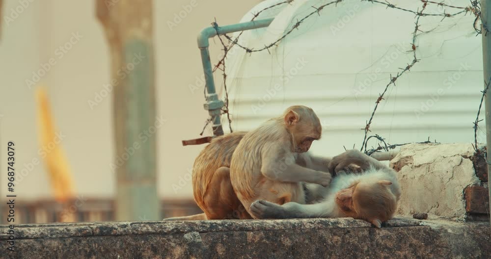 Jaipur, Rajasthan, India. Three Monkeys Sitting Near Water Tank. Water ...