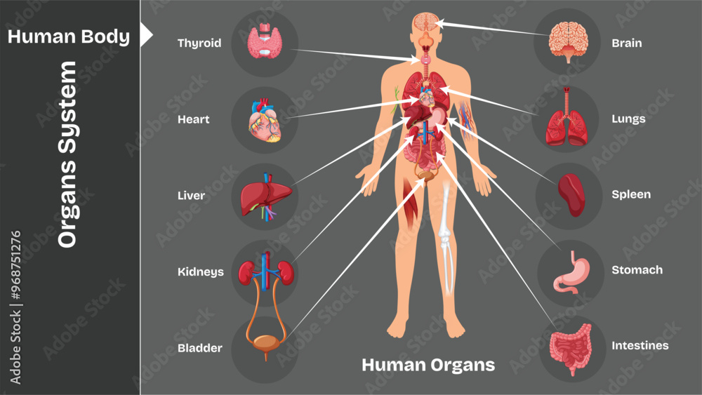 Adobe Illustrator Artwork, Internal human organs with headline and ...