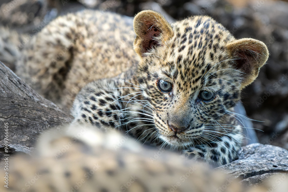 Cute Leopard cub. This leopard (Panthera pardus) cub is coming out of ...