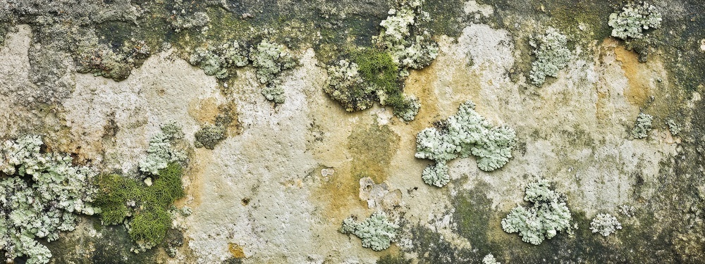 Mold wall texture fungus moss concrete stain old dirty dirt. Wall green ...
