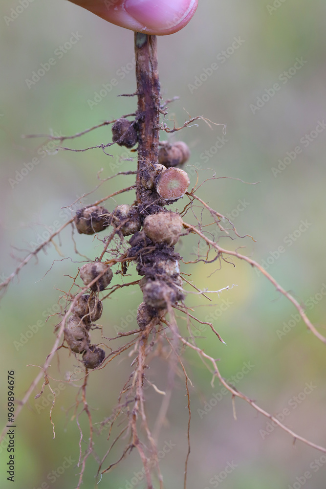 Nodules of soybean roots. Atmospheric nitrogen-fixing bacteria live ...