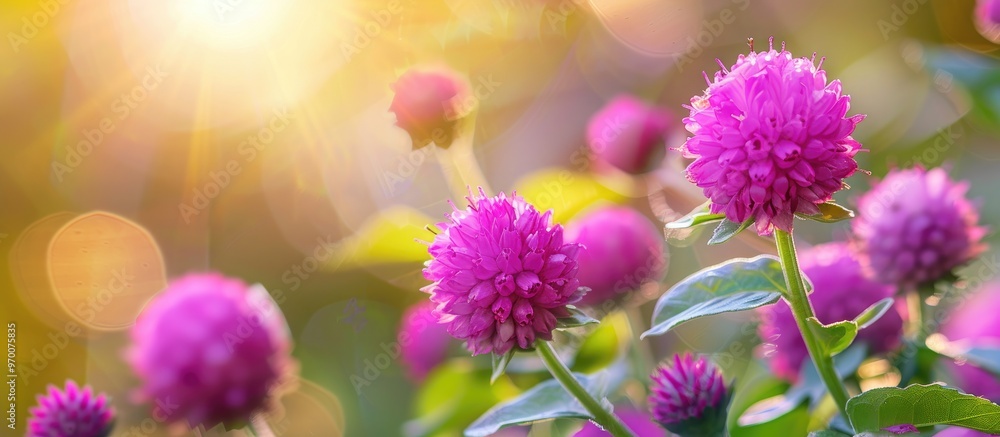 Gomphrena Globosa Also Called Globe Amaranth Bunga Kenop Flower In ...