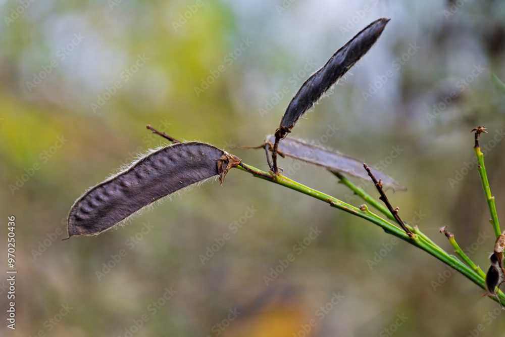 A close up image of a single brown Scotch Broom seed pod before it ...