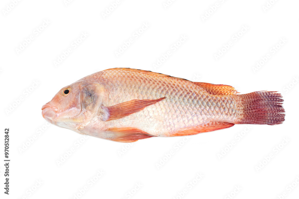 Ruby fish isolated on white background.Freshwater fish looks similar to ...