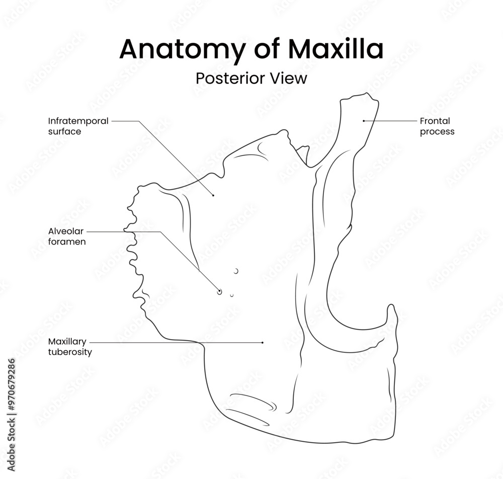 Schematic Diagram of Maxilla Posterior View in Line Style Stock Vector ...