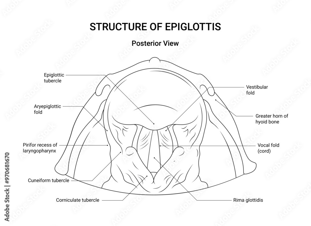 Schematic Diagram of Epiglottis Posterior View in Line Style Stock ...