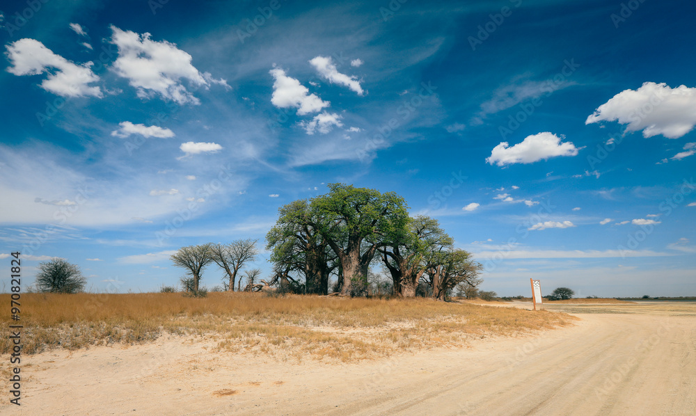 Ancient baobab trees stand proudly in the Botswana landscape under a ...