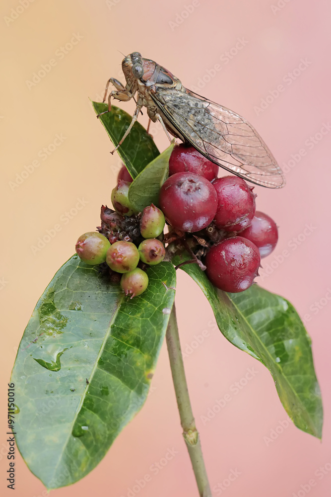 An evening cicada is resting on a bunch of wild plant fruits. This ...