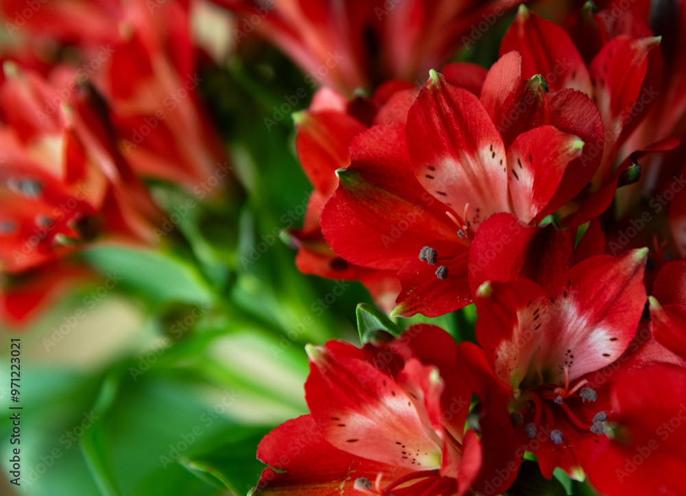 Red Alstroemeria flowers background. Alstroemeria or Lily of Incas is a ...