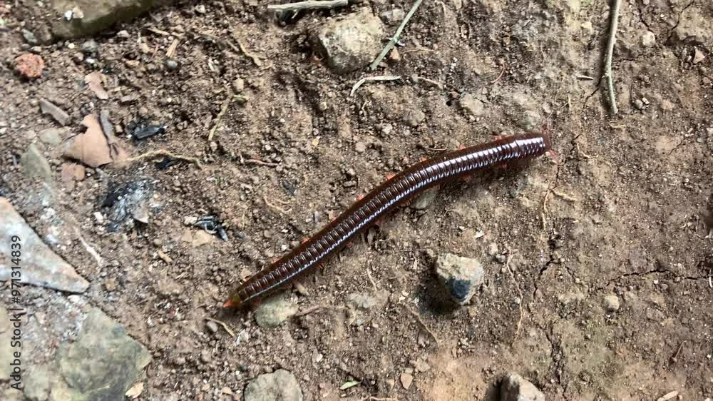 millipede or centipede zoom 4k, suitable for insect documentary Stock ...