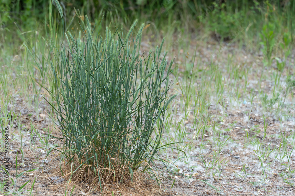 Seedlings of wild fescue meadow narrow leaved grasses. Herbaceous plant ...