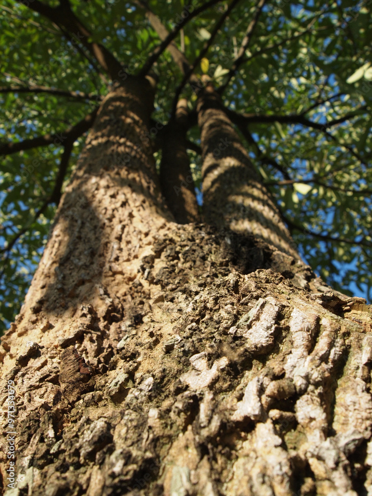 This image features a close-up view of the base of a large tree. The ...