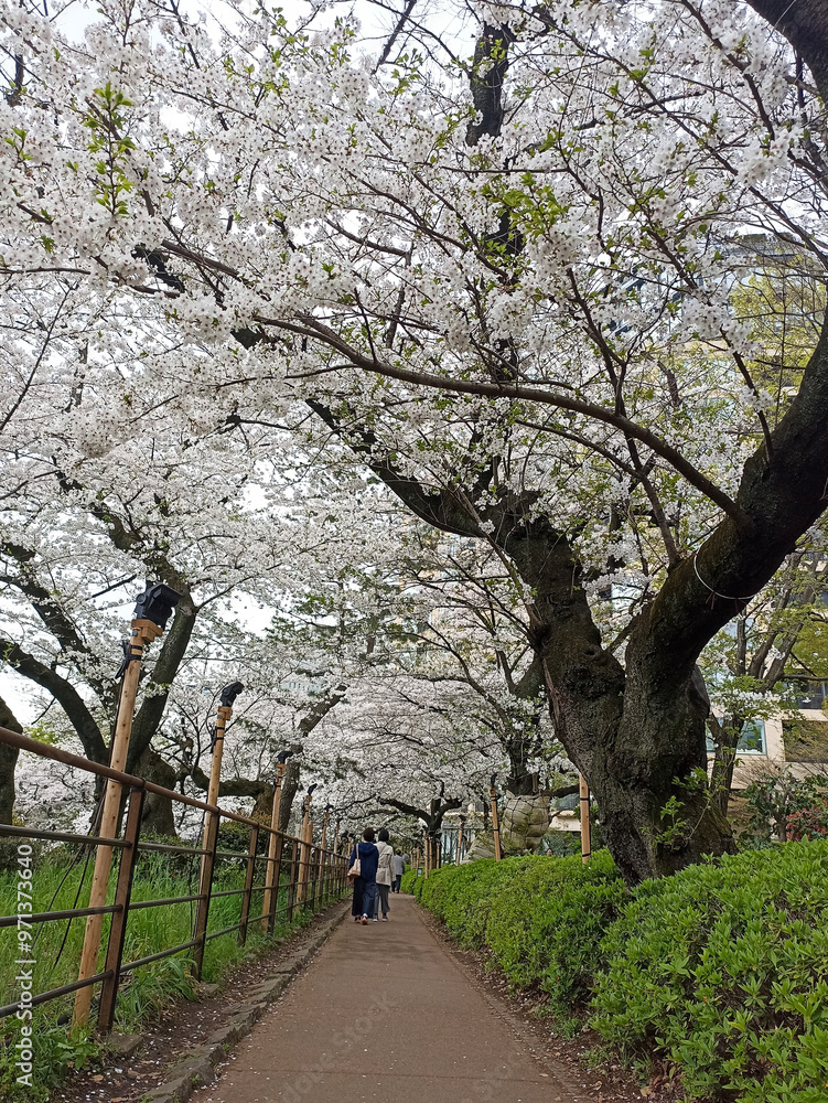 Japanese cherry blossom trees, sakura, in full bloom in April in Otsuka ...