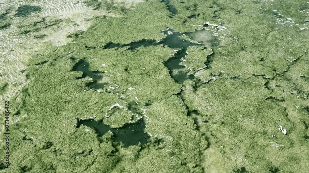 Algal mats. Lagoon of the sea. Under the blanket of dead cladophora ...