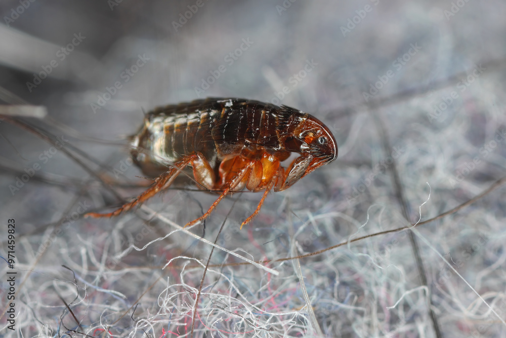 Cat flea (Ctenocephalides felis). A leaping insect that can also ...