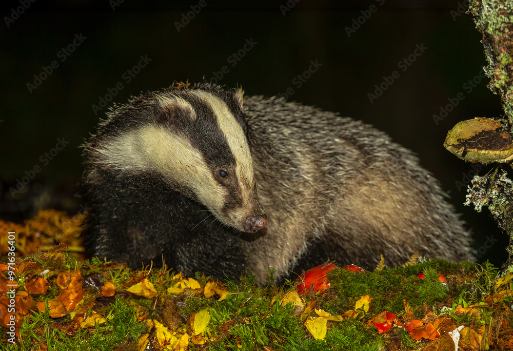 Badger foraging in Autumn, Scientific name: Meles meles. Wild, native ...