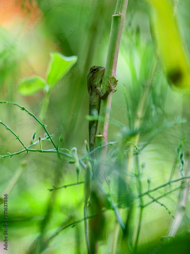 Asian garden lizard in the bushes with a pose like she's sad Stock ...