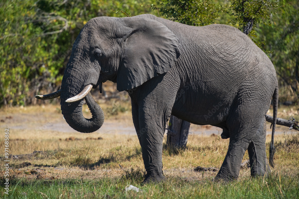 Elephants with baby in Moremi game reserve Africa, Elephants taking a ...