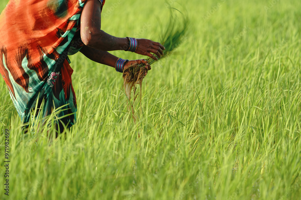 Woman Harvesting Crops in Green Field, Indian Harvesting Crops in Green ...