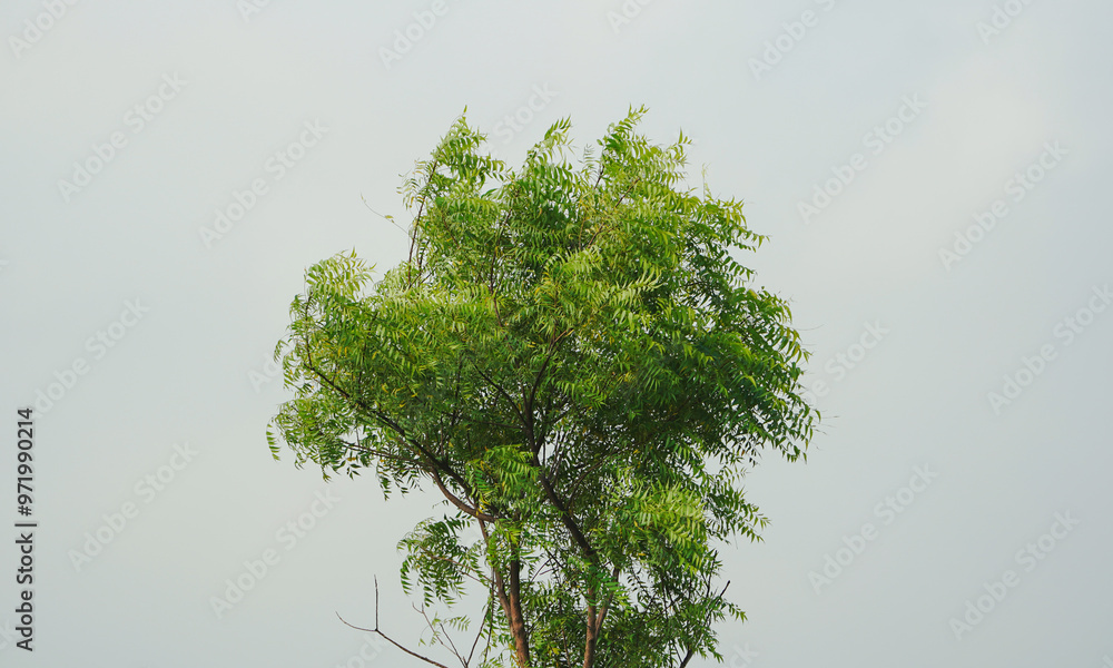 Neem Tree Against Sky, Green Tree on Clear Day, Neem Tree Foliage ...
