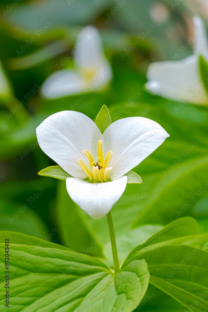 野に咲くエンレイソウの美しい白い花。清純で美しい可憐なアジアの野花。 Stock Photo | Adobe Stock